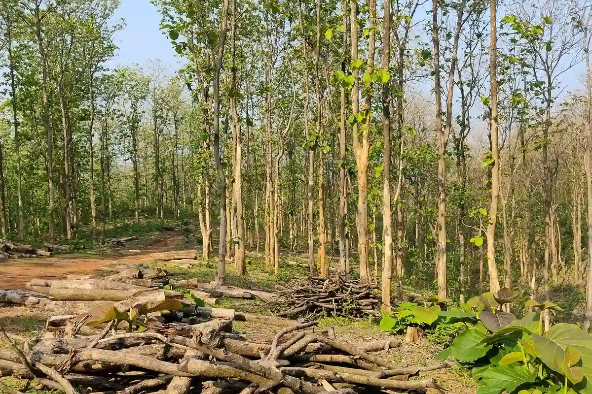 Assam Forest Dept Seizes Illegal Teak Worth ₹50,000 Near Meghalaya ...